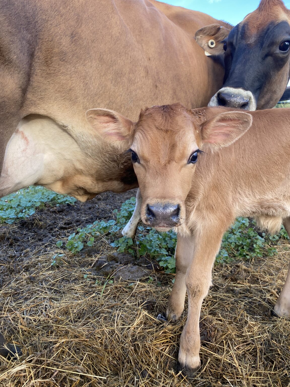 How to set up calf sharing with your milk cow - Cheese From Scratch